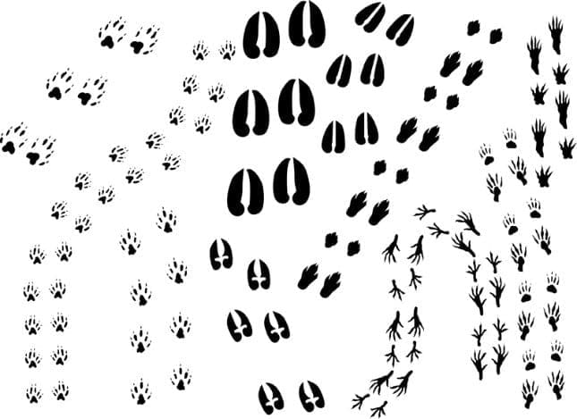 Fun Outdoor Activity Ideas - 13 Trail Games to Play With Your Kids