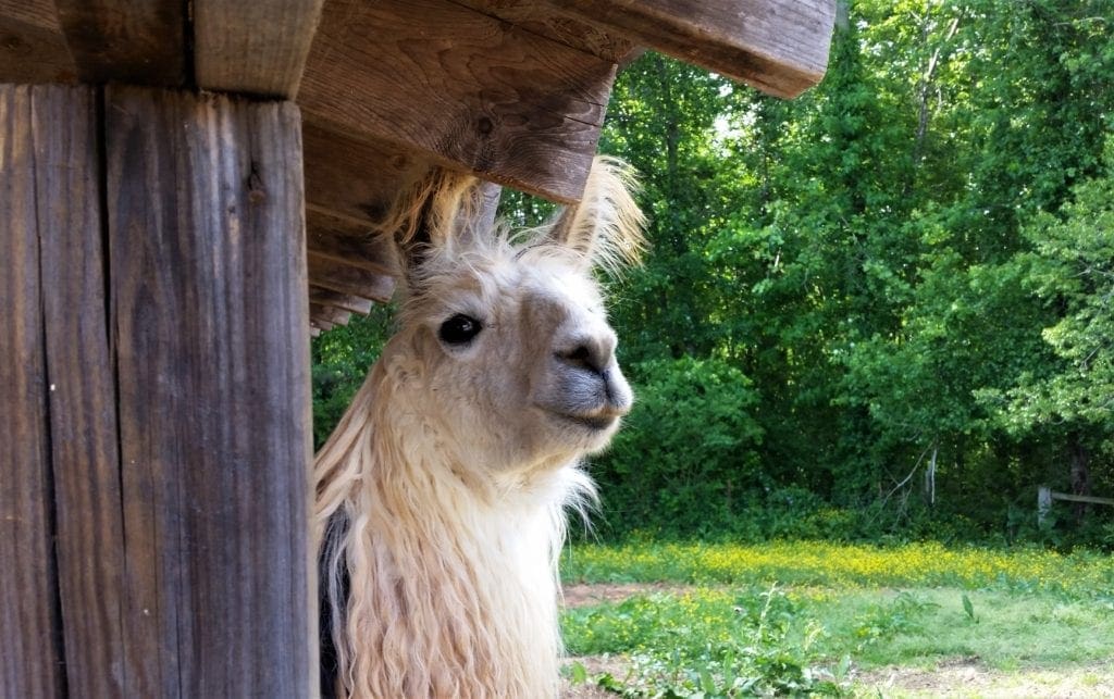 Go Llama Trekking at Divine Llama Vineyards