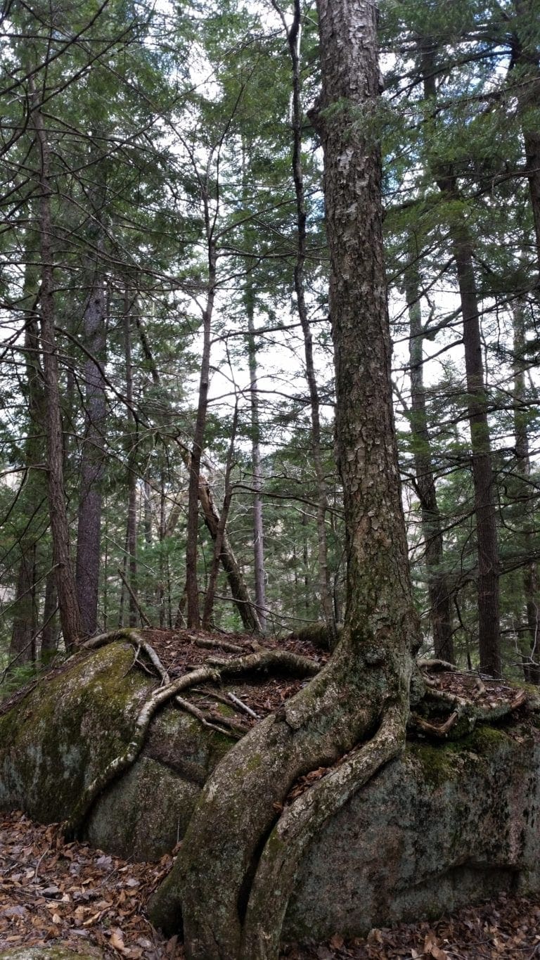 Explore the Flume Gorge in Franconia Notch State Park