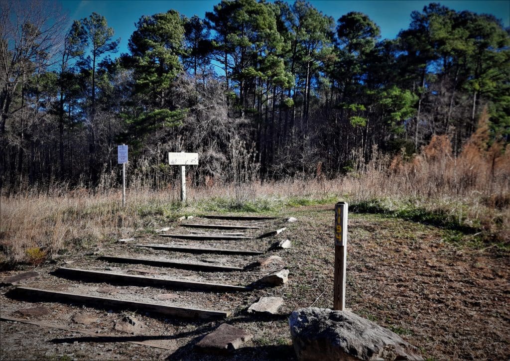 Week 2: Make Your Steps Count