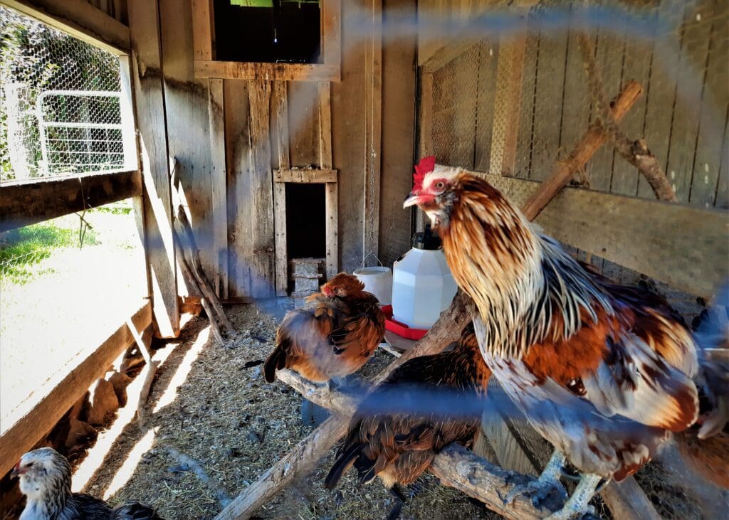 Tour Apple Hill Farm near Grandfather Mountain!